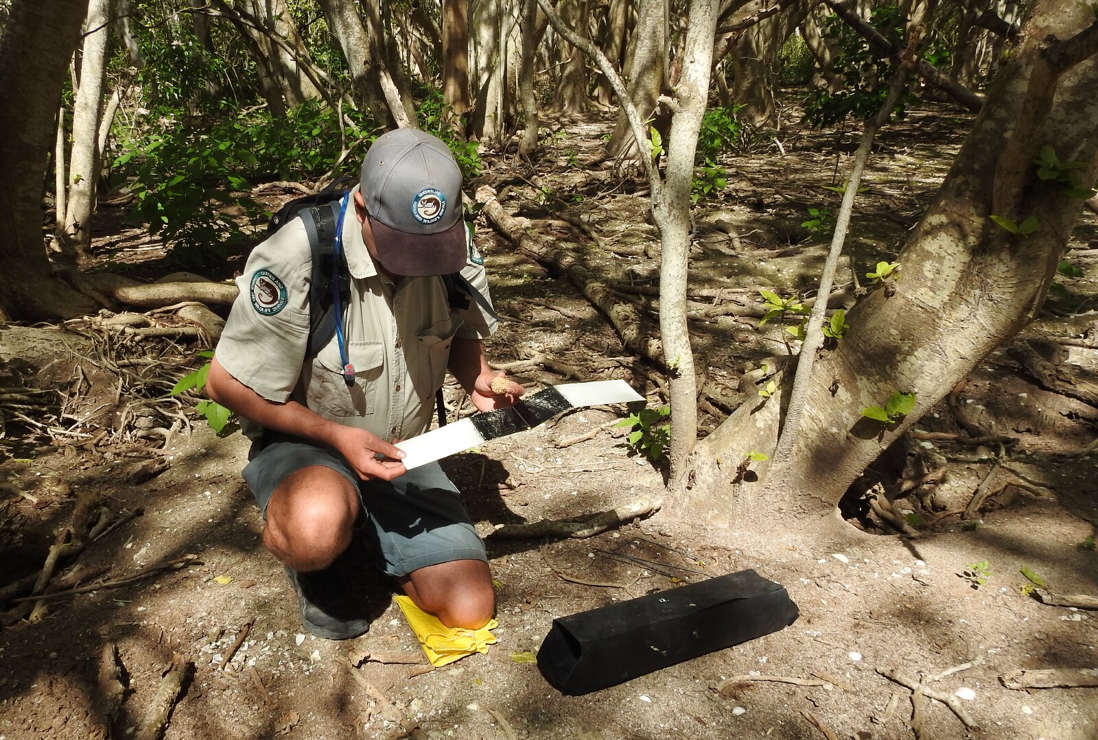 Mouse plague eradicated on North West Island in the southern Great ...