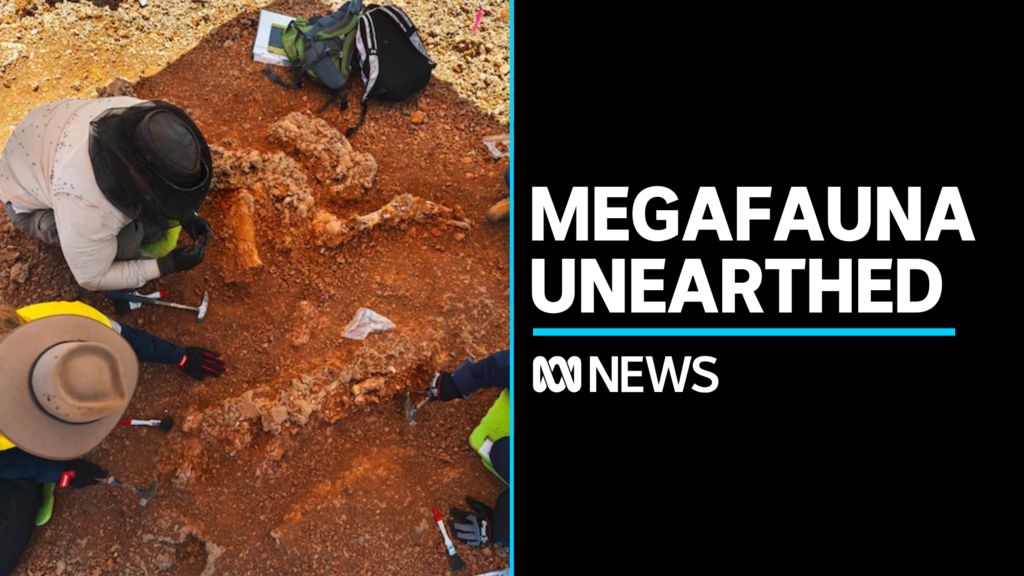 Prehistoric skeletons of Australia's giant 'wombat' Diprotodon ...