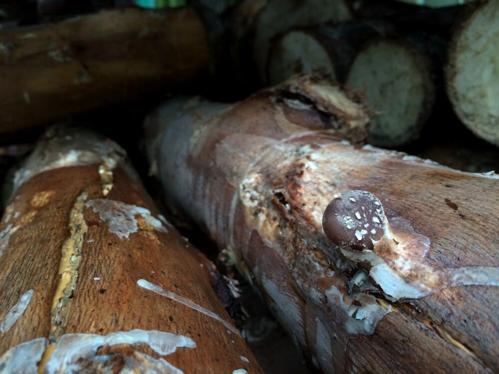 Growing shitake mushrooms on felled blue gum tree logs - ABC News