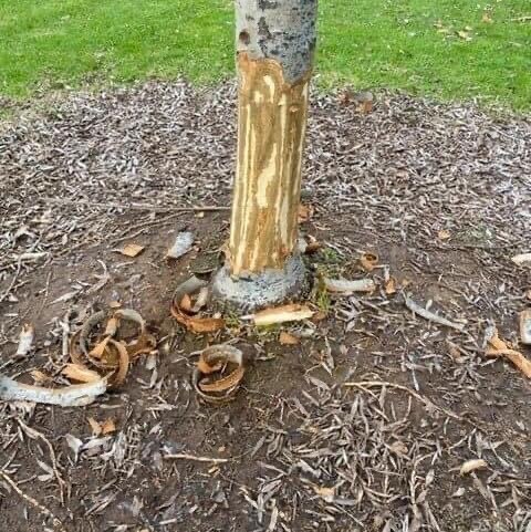 Salisbury tree ringbark attack - ABC listen