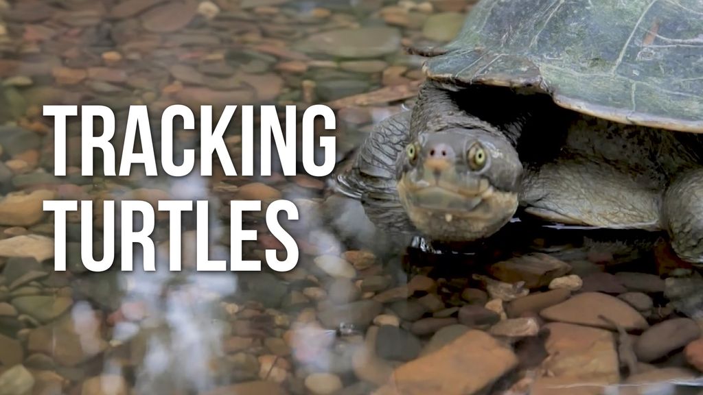 Tracking turtles in the Murray Darling Basin - ABC News