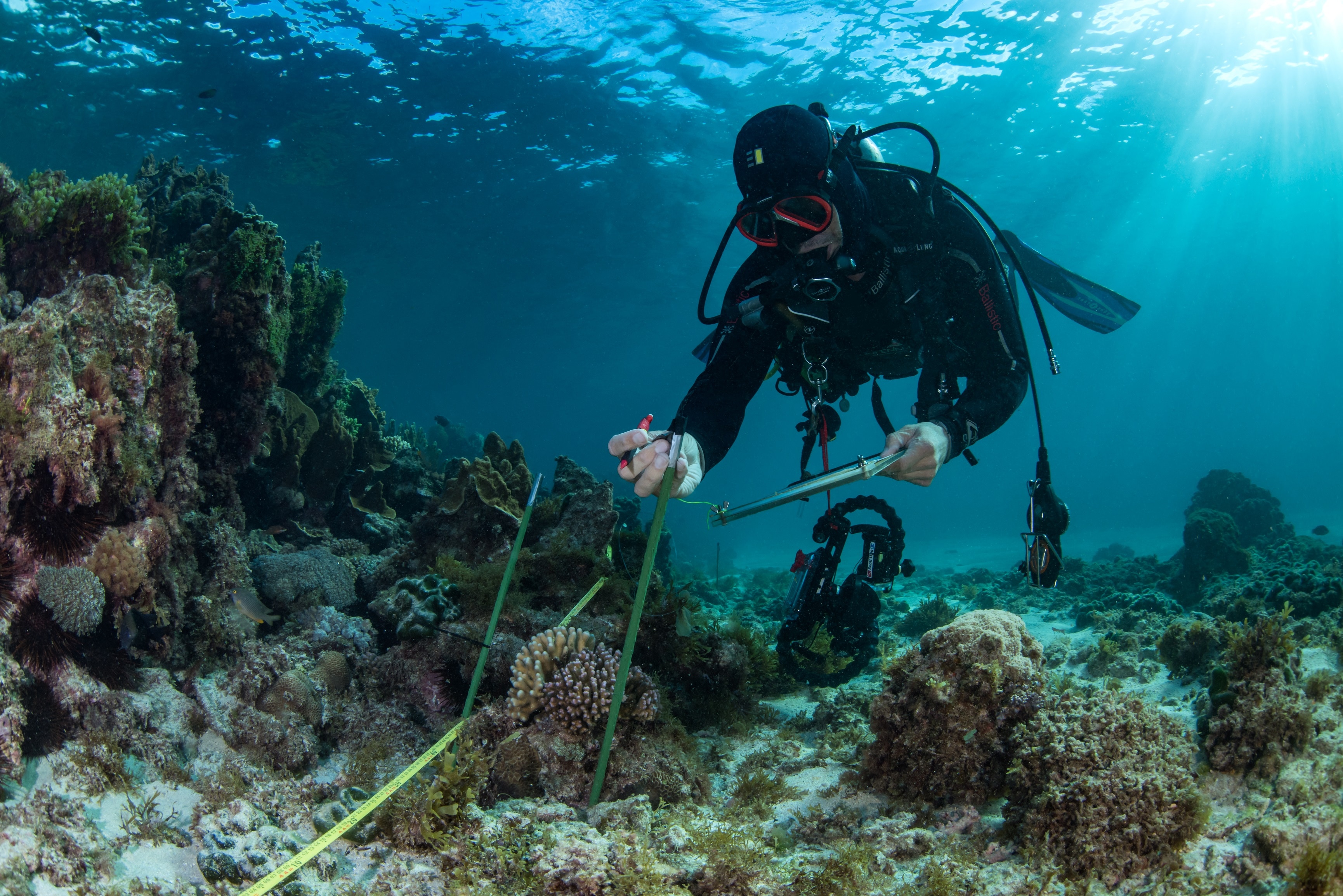 Scientists unveil mass online mapping tool revealing marine life on ...