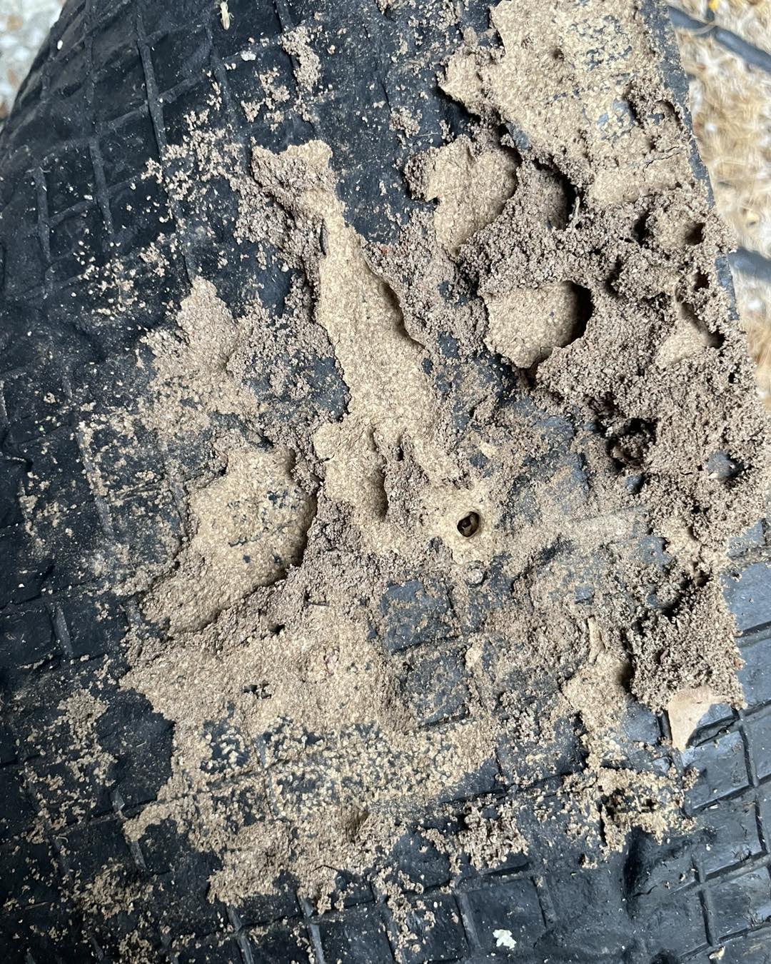 Termites thriving underneath consecutive La Niñas, cockroach and spider ...