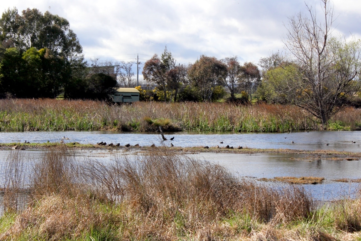 Milestone celebrations for Jerrabomberra Wetlands: Canberra's wildlife ...