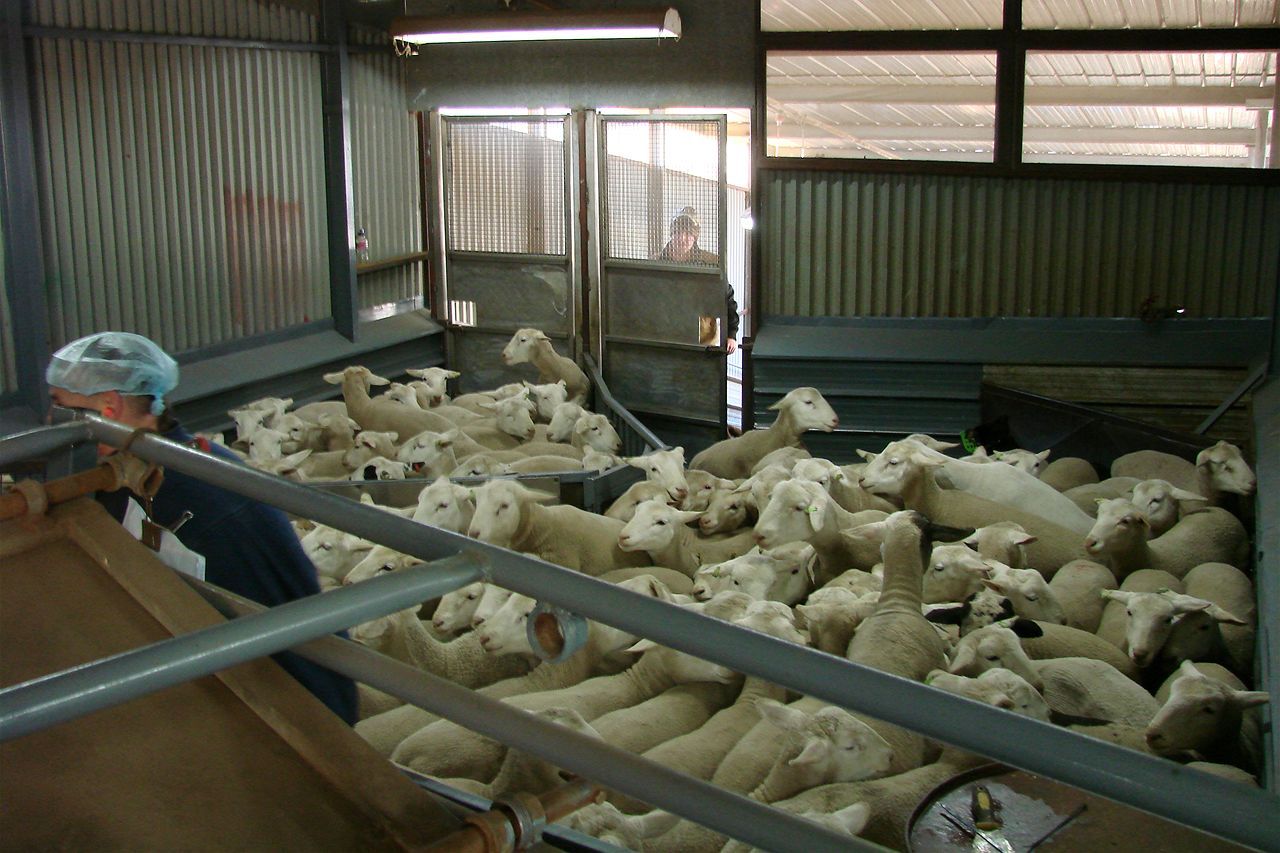 Coonabarabran abattoir - ABC News