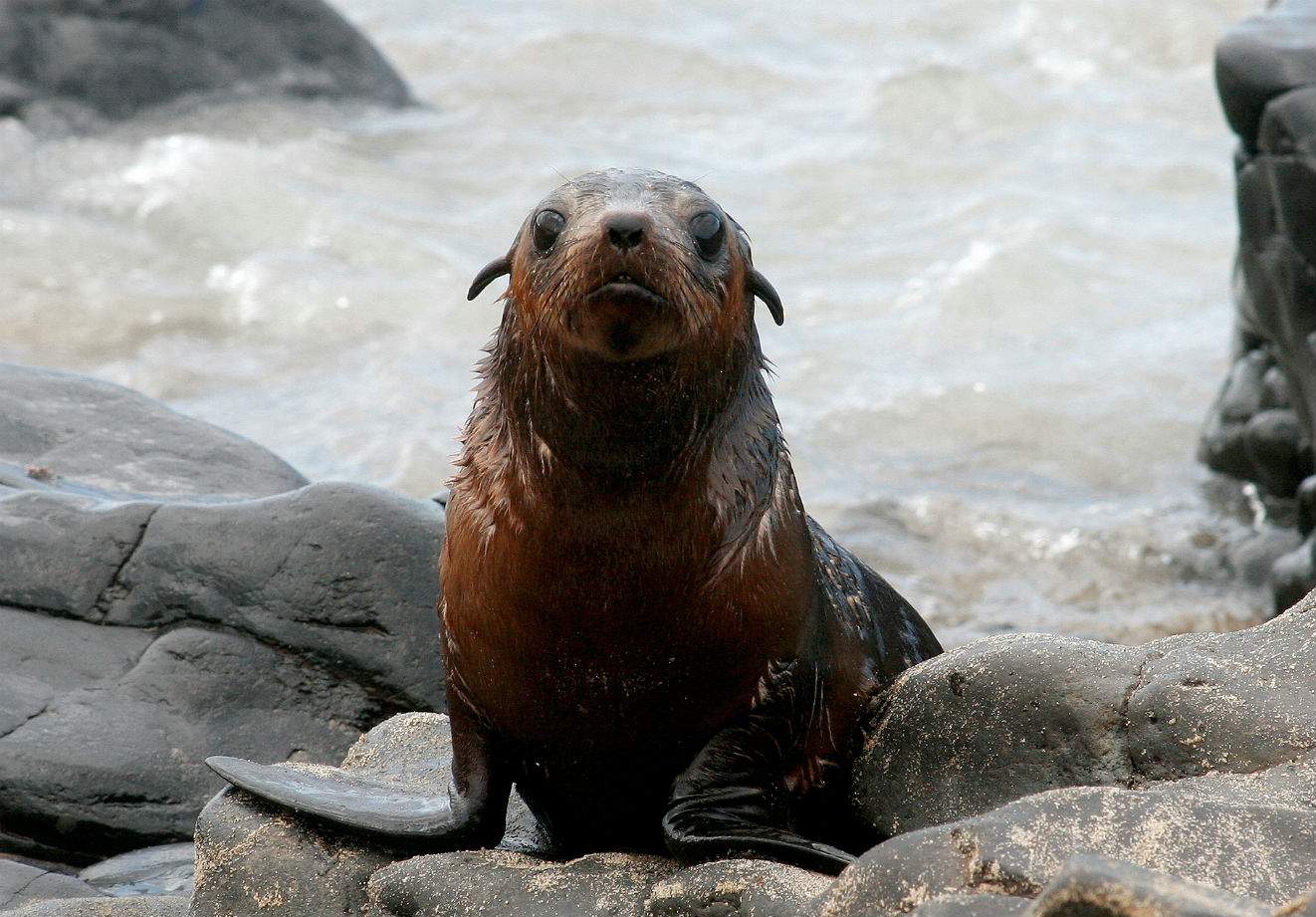Fur seal numbers in Victoria monitored by armchair scientists using ...