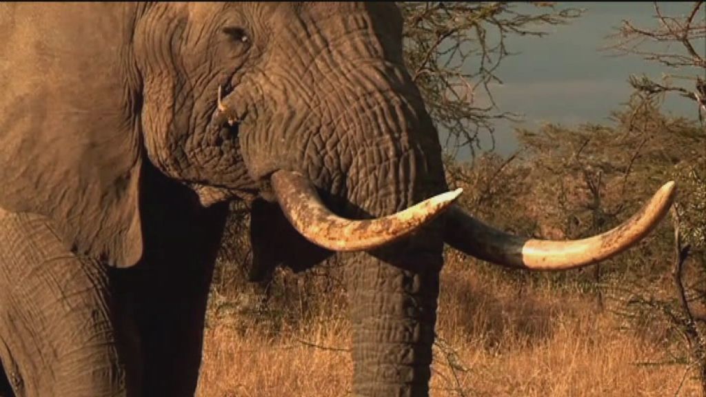 Escalation in ivory poaching means Kenya becoming a conservation pariah ...