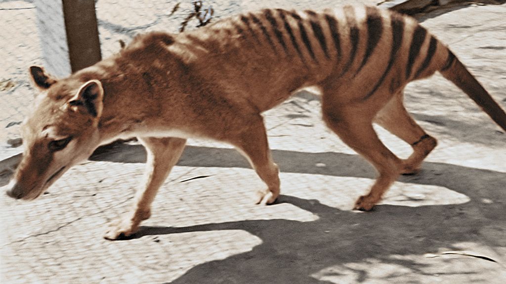 Filmed in 1933 and colourised, this film shows a thylacine in captivity ...