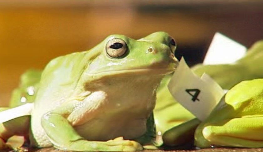 Frogs hop to it in race that stops a pub - ABC News