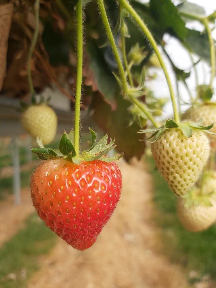 How to grow the best strawberries in Canberra - ABC listen