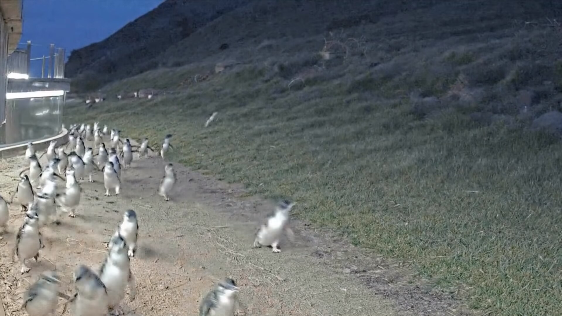 Phillip Island penguins parade for locked down world - ABC listen