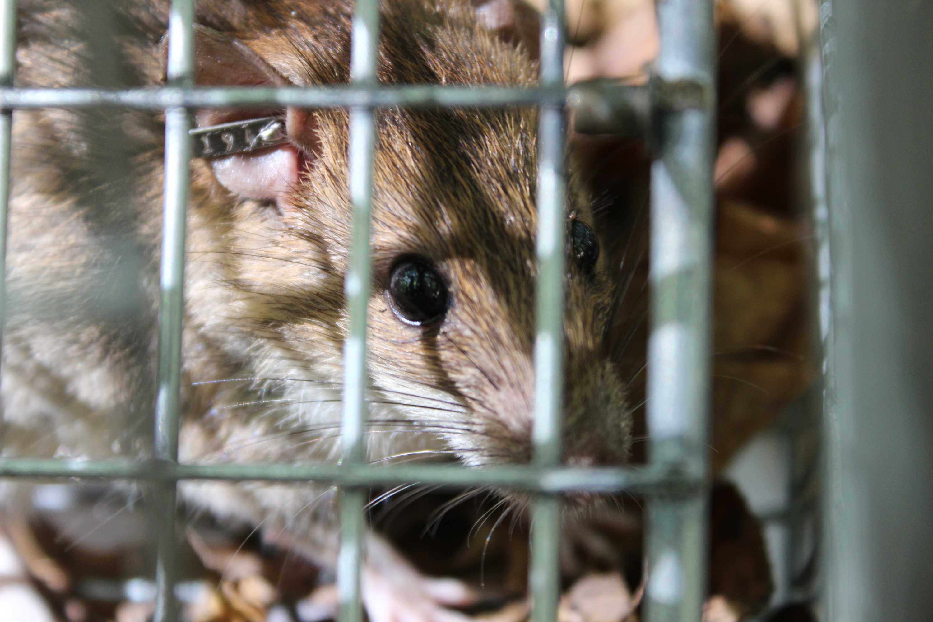 The Chase 3 — Trouble in paradise - ABC Radio National