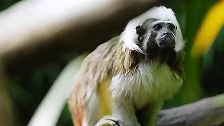 Big Ted's Big Adventure Video Clips | Big Ted's Big Adventure - ABC Kids