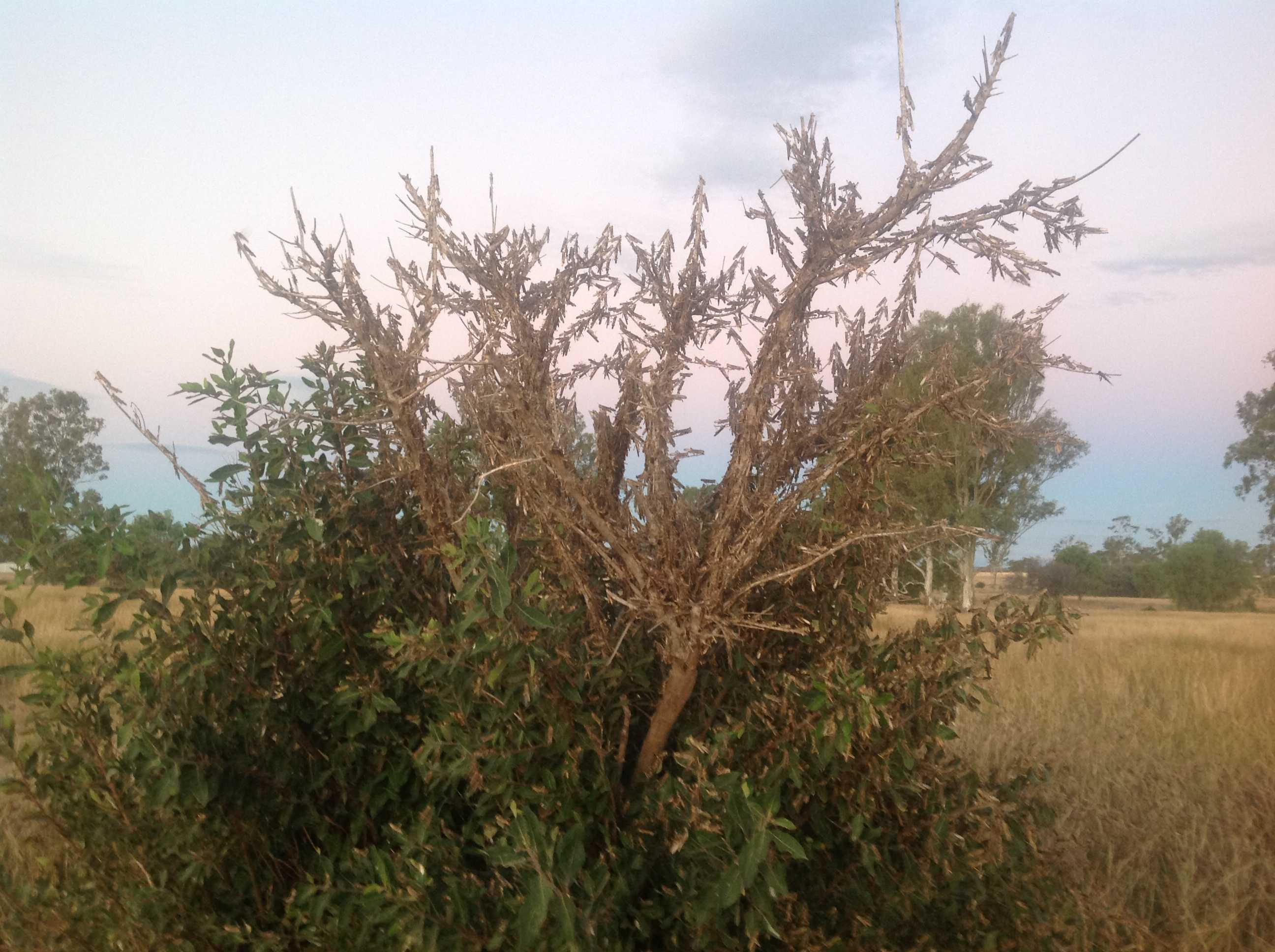 Plague locusts devastate pastures in central Queensland - ABC News