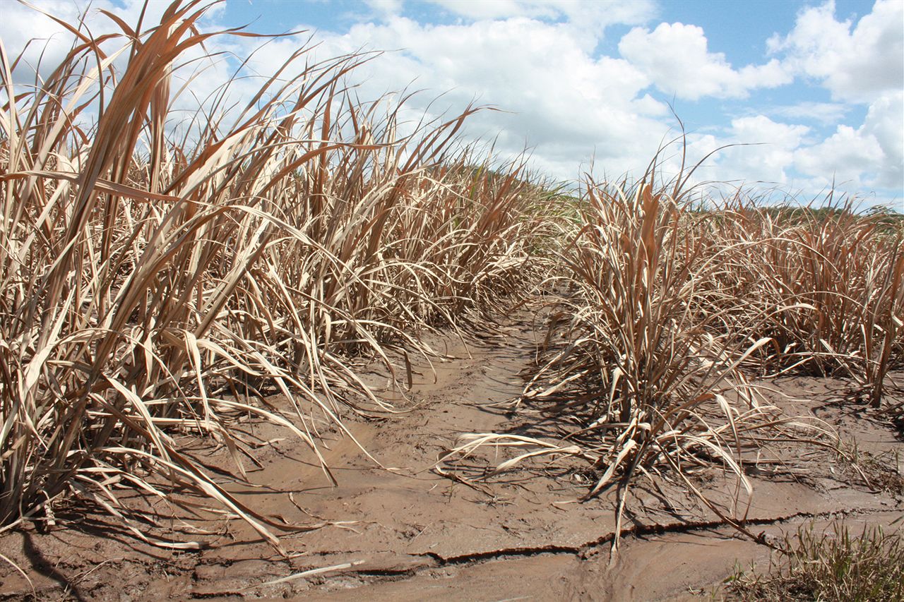 Cane crop recovery on Clarence - ABC News