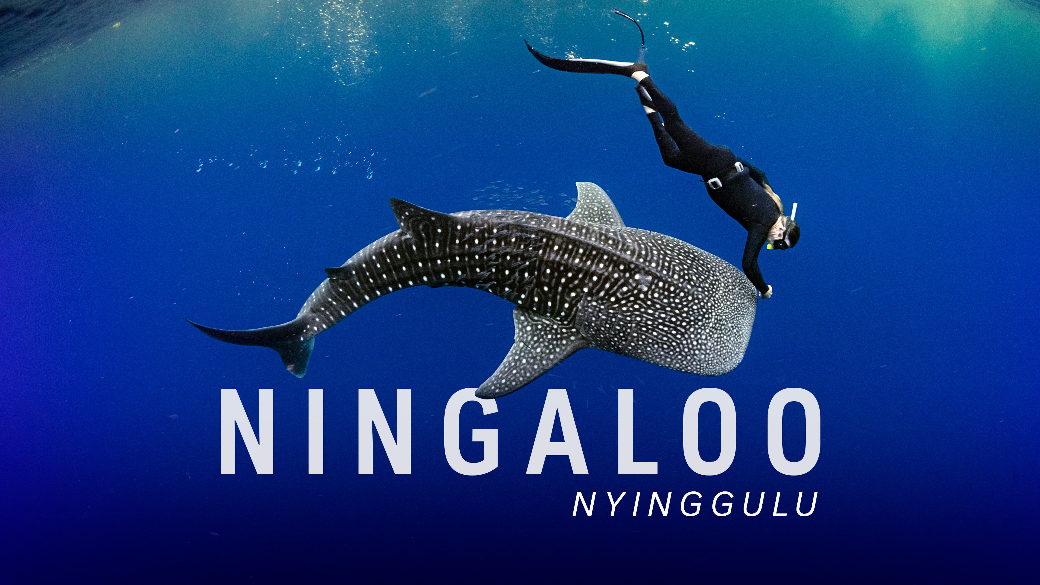 Ningaloo Nyinggulu: Indigenous languages - ABC Education