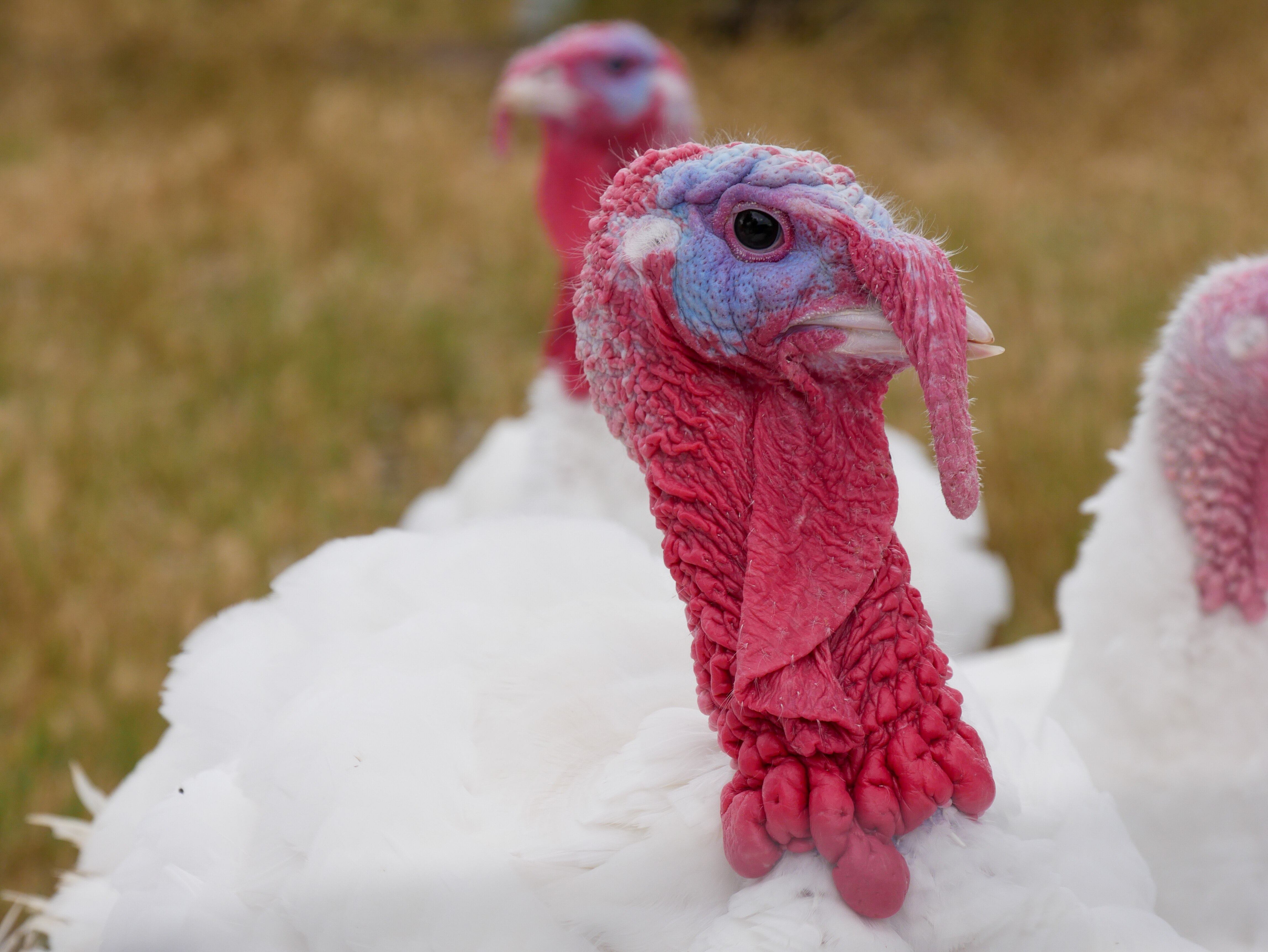 Bordertown turkey farmers struggle to keep up with strong demand ...