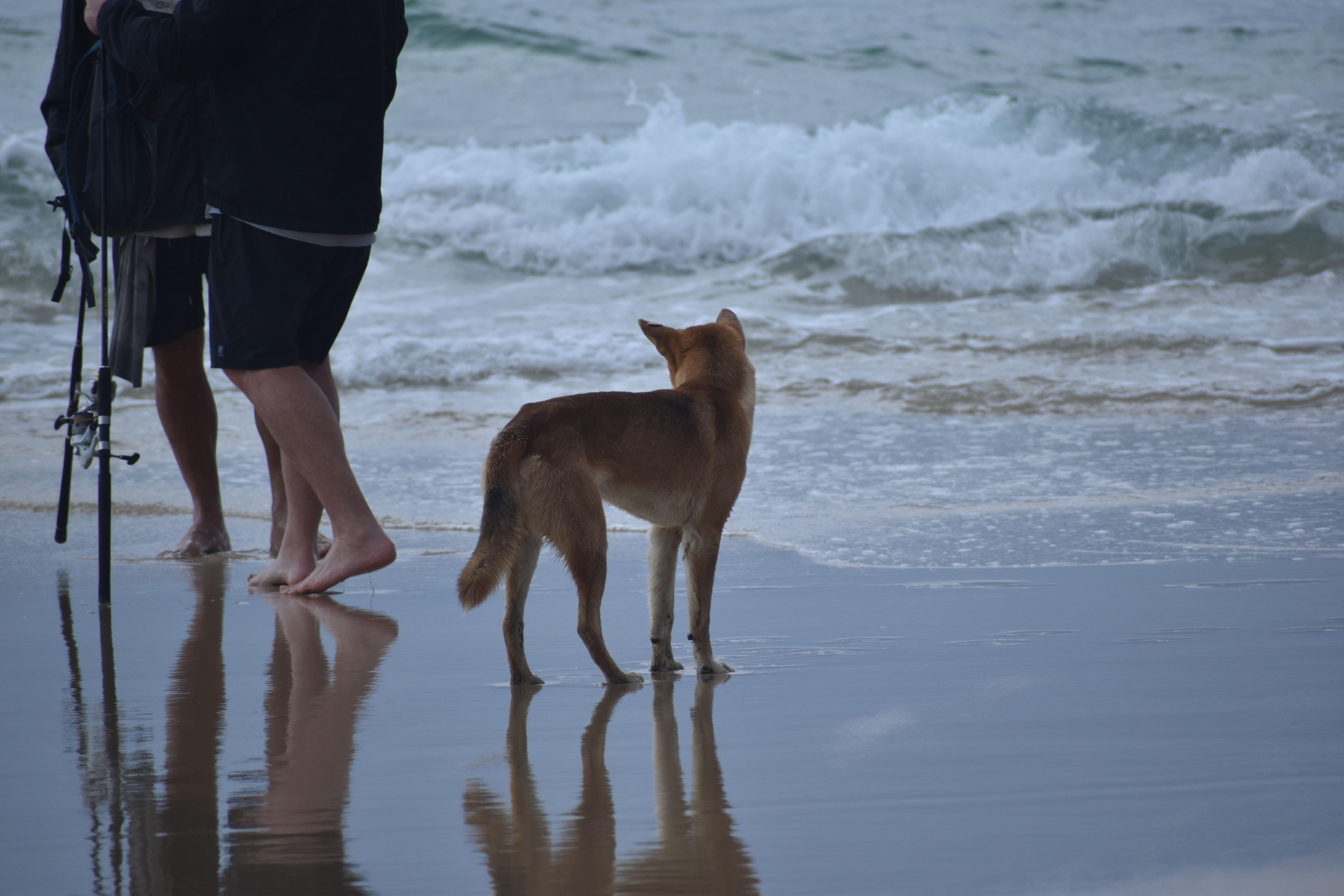 Dingoes and other wildlife on K'gari (Fraser Island) injured by ...