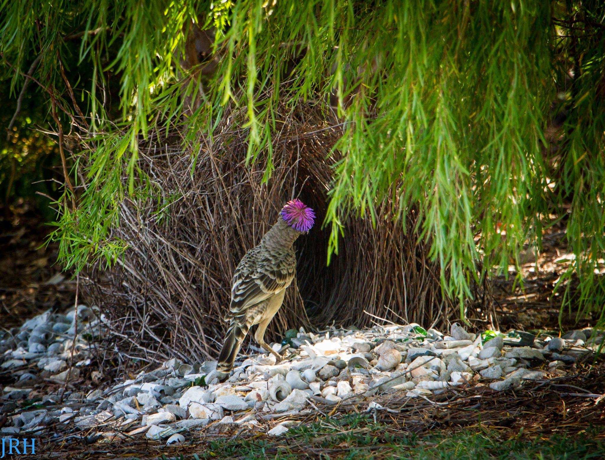 Golden bowerbirds' building prowess helps scientists monitor climate ...