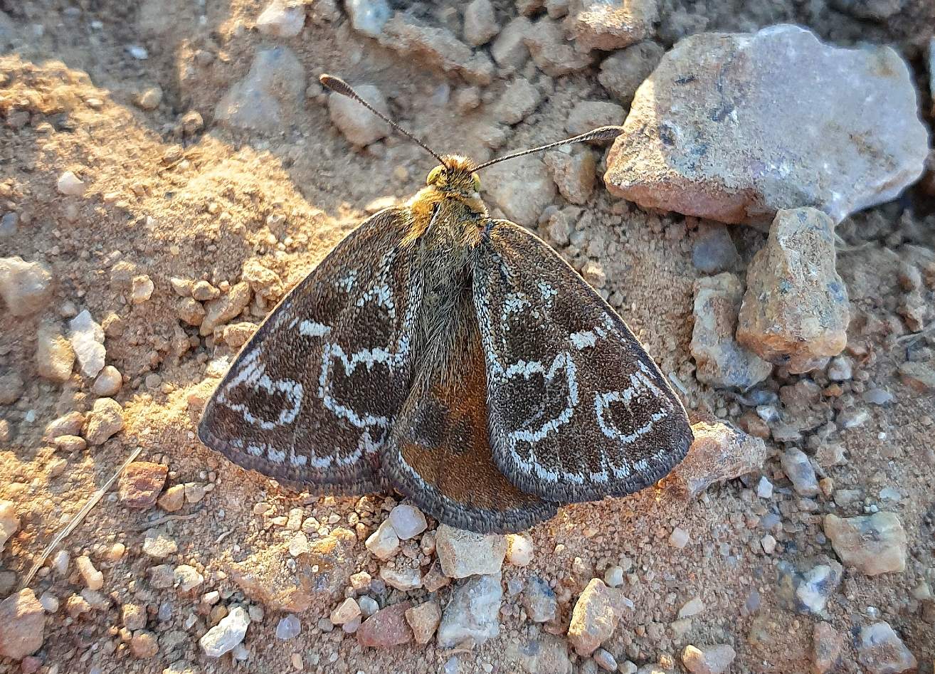 Critically endangered golden sun moth found by man walking dog in ...