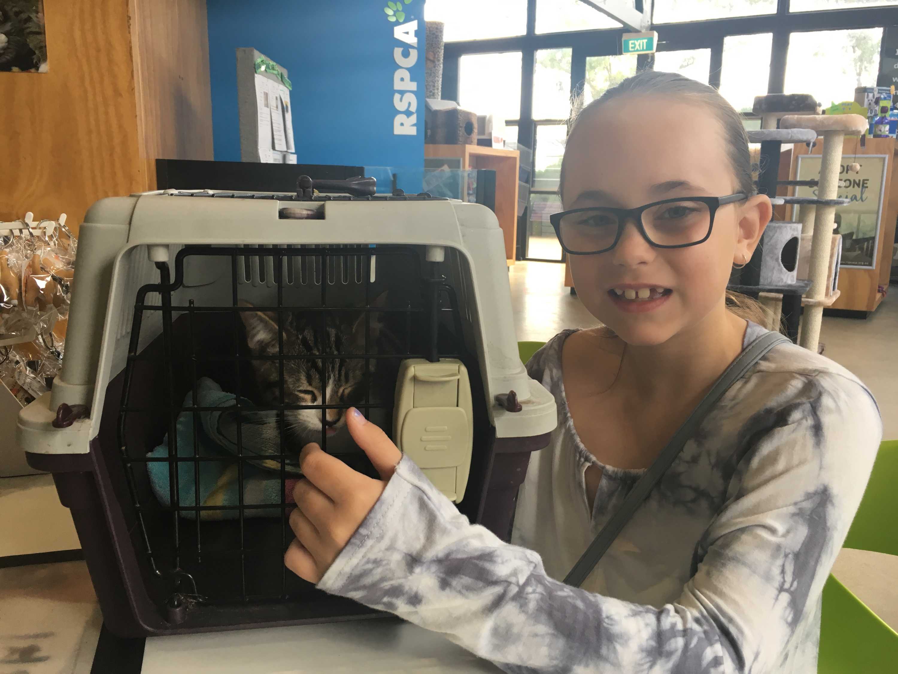 RSPCA's 'CatPacity' campaign sees push for adoption through animal ...