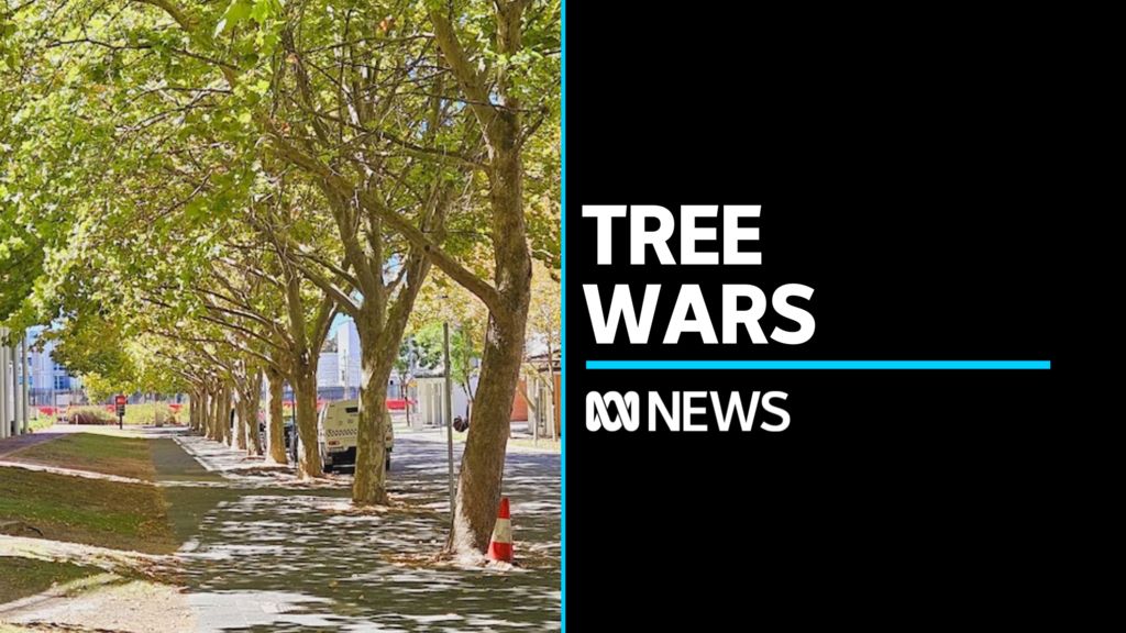 WA rejects plans to protect mature trees - ABC News