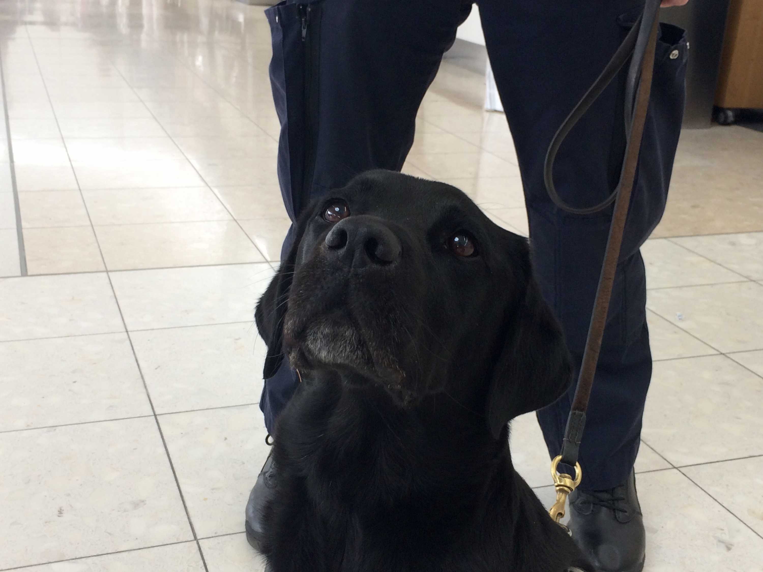 Meet Irwin, the detection dog and explosive specialist keeping Adelaide ...