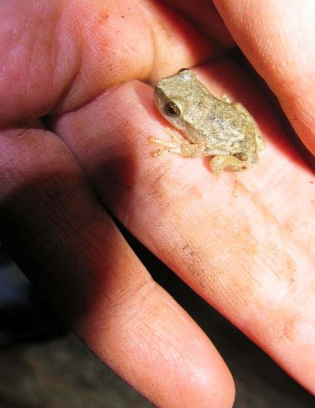 Pictures: New frog species identified - ABC News