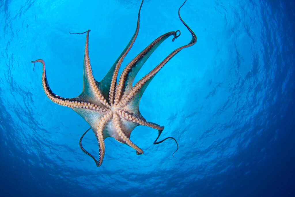 UK to recognise octopus, crabs and lobsters as sentient animals - ABC ...