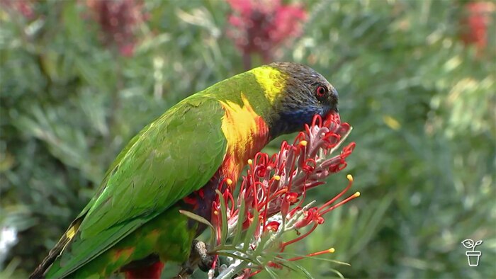 Native Clumping Plants - Gardening Australia