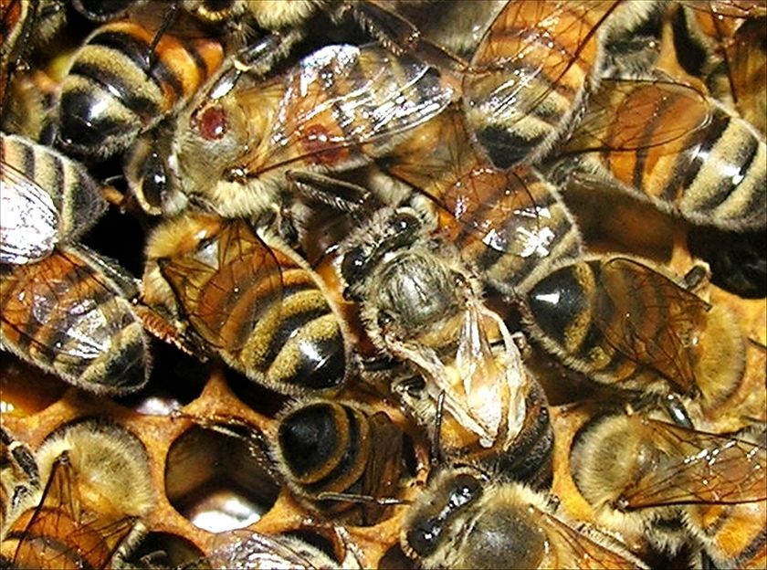 Mite responsible for spread of bee-killing viruses - ABC listen
