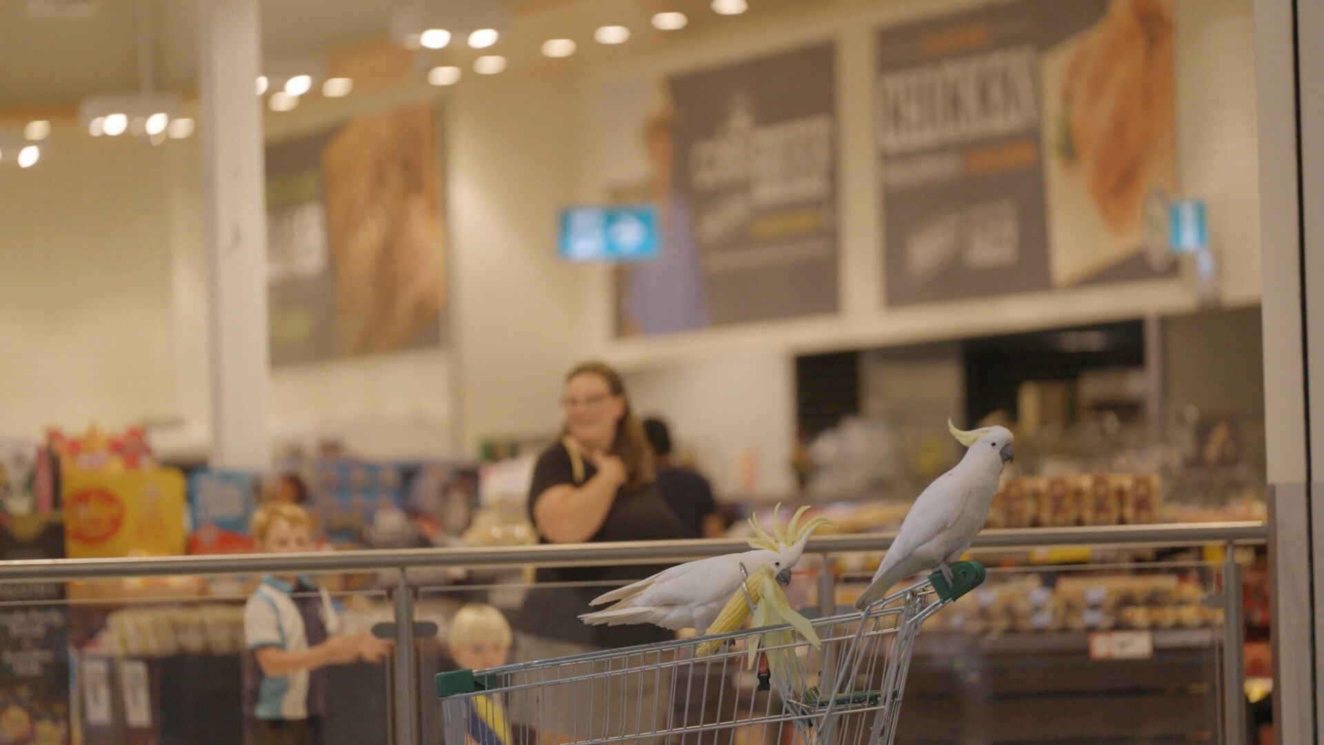 Mickey the cockatoo rescued from shopping centre - ABC News