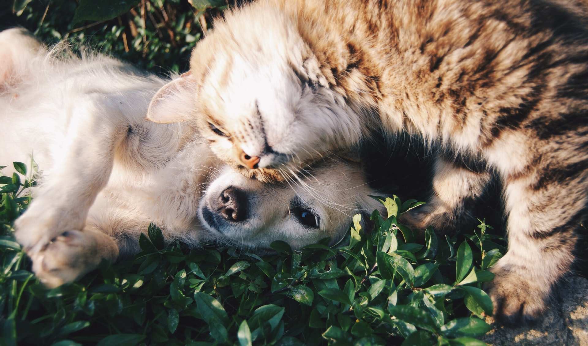 Talkback: pets as family and the value of animals - ABC listen