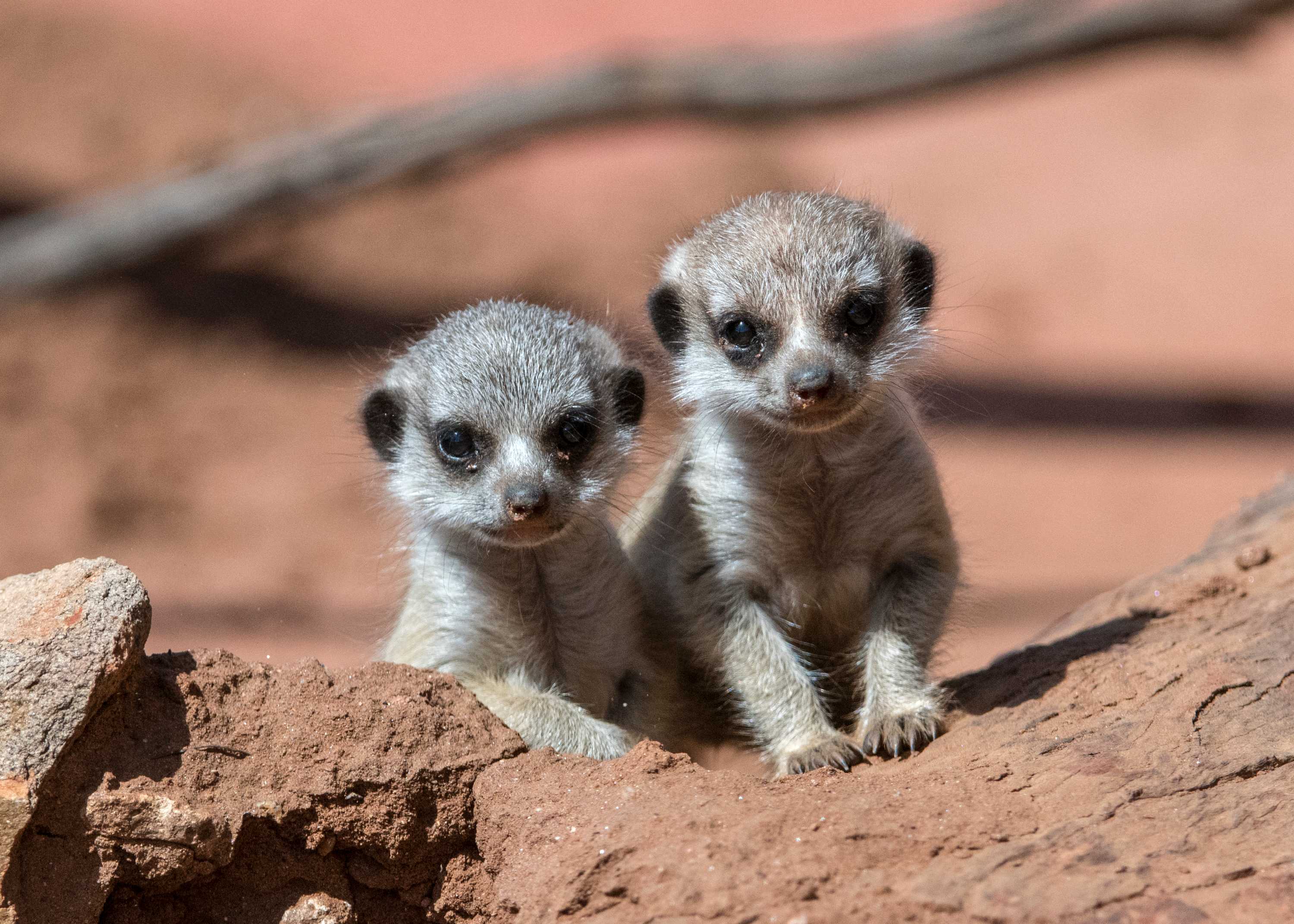 Month-old meerkat pups emerge from den at Monarto Zoo - ABC News