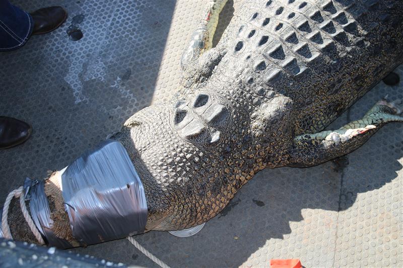 New research aims to reduce waste and improve animal welfare in the ...