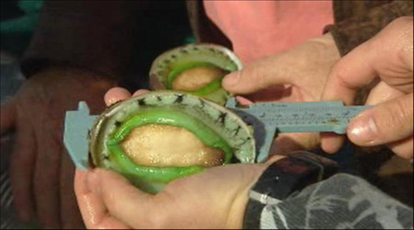 Top up move may net bigger abalone fishing quota - ABC News