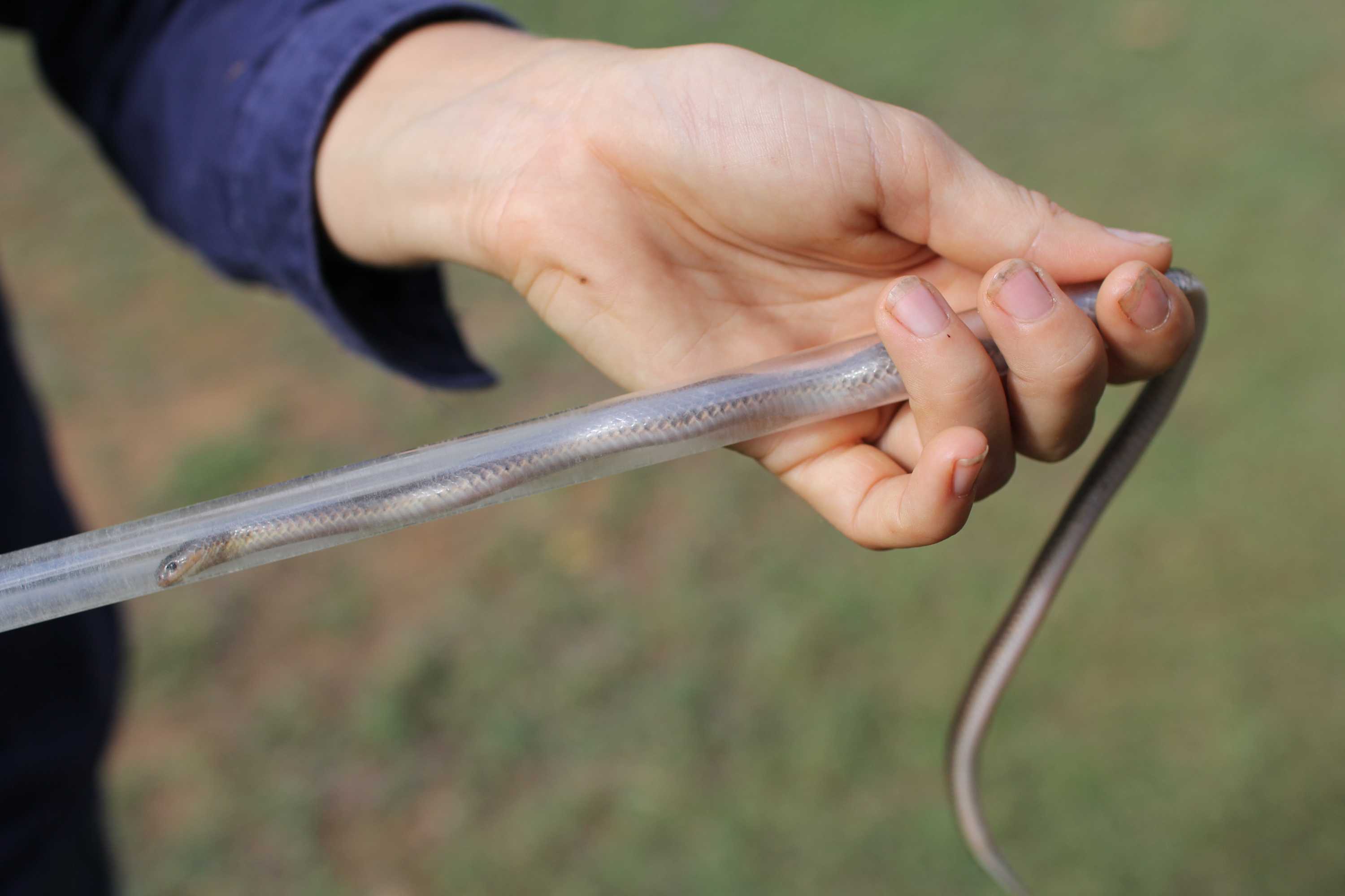 Feral-proof fence and fire management helps protect mammals in remote ...