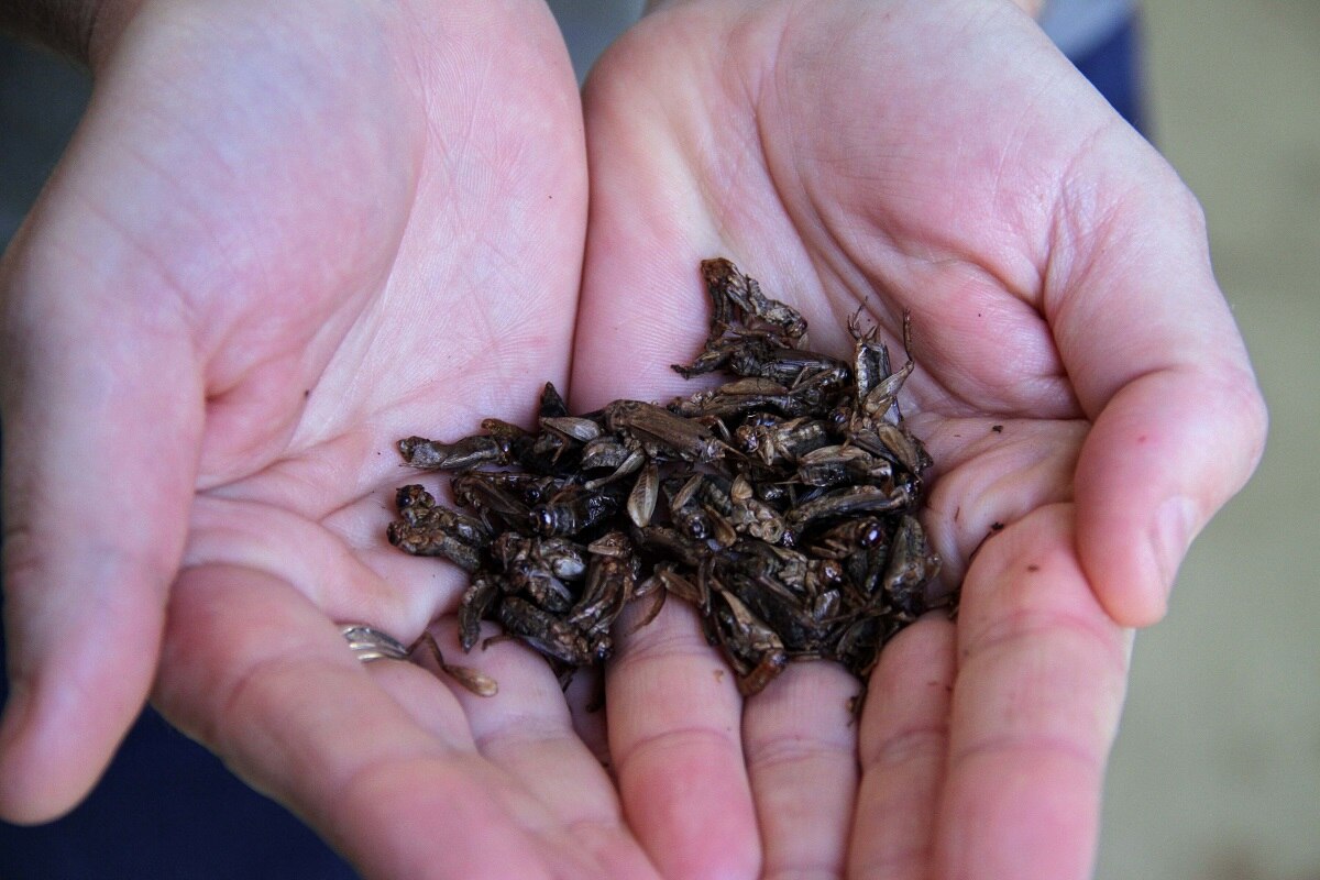 WA's first edible cricket farm is up and running - ABC News