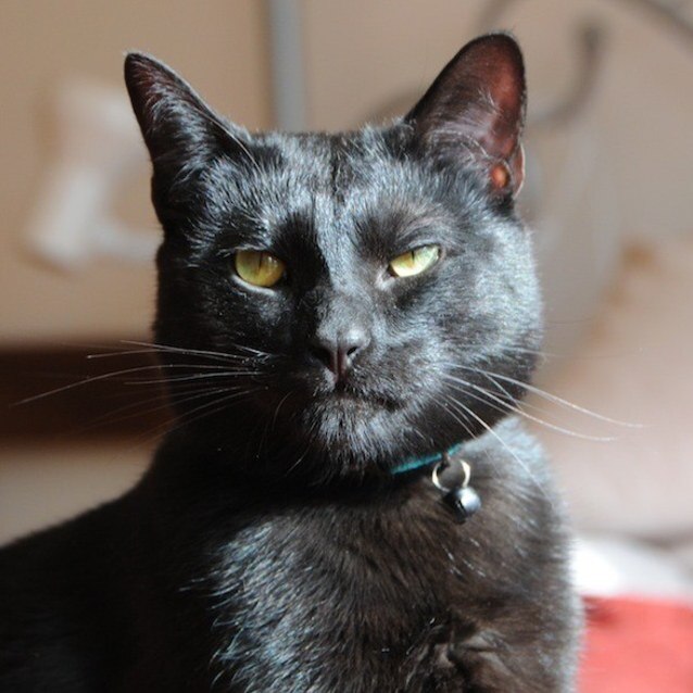 Aussie "utter bastard" cat lives up to reputation - ABC listen