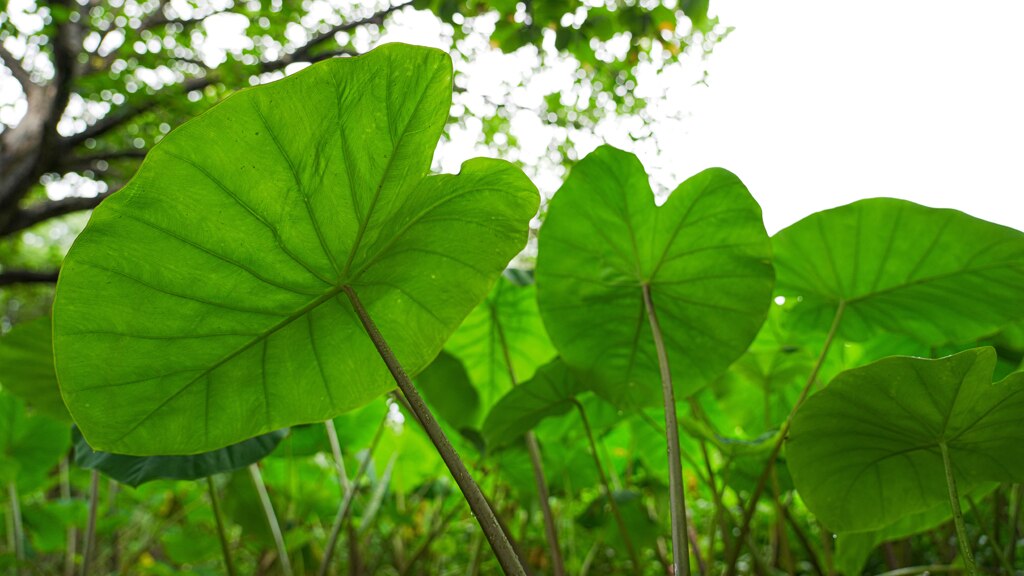 Taro - Gardening Australia