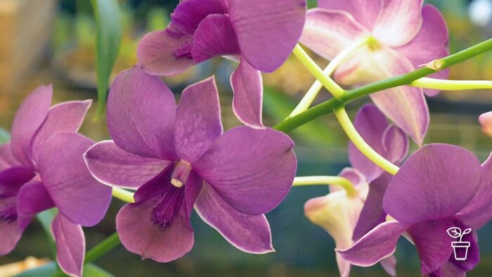 Rocking Orchids - Gardening Australia