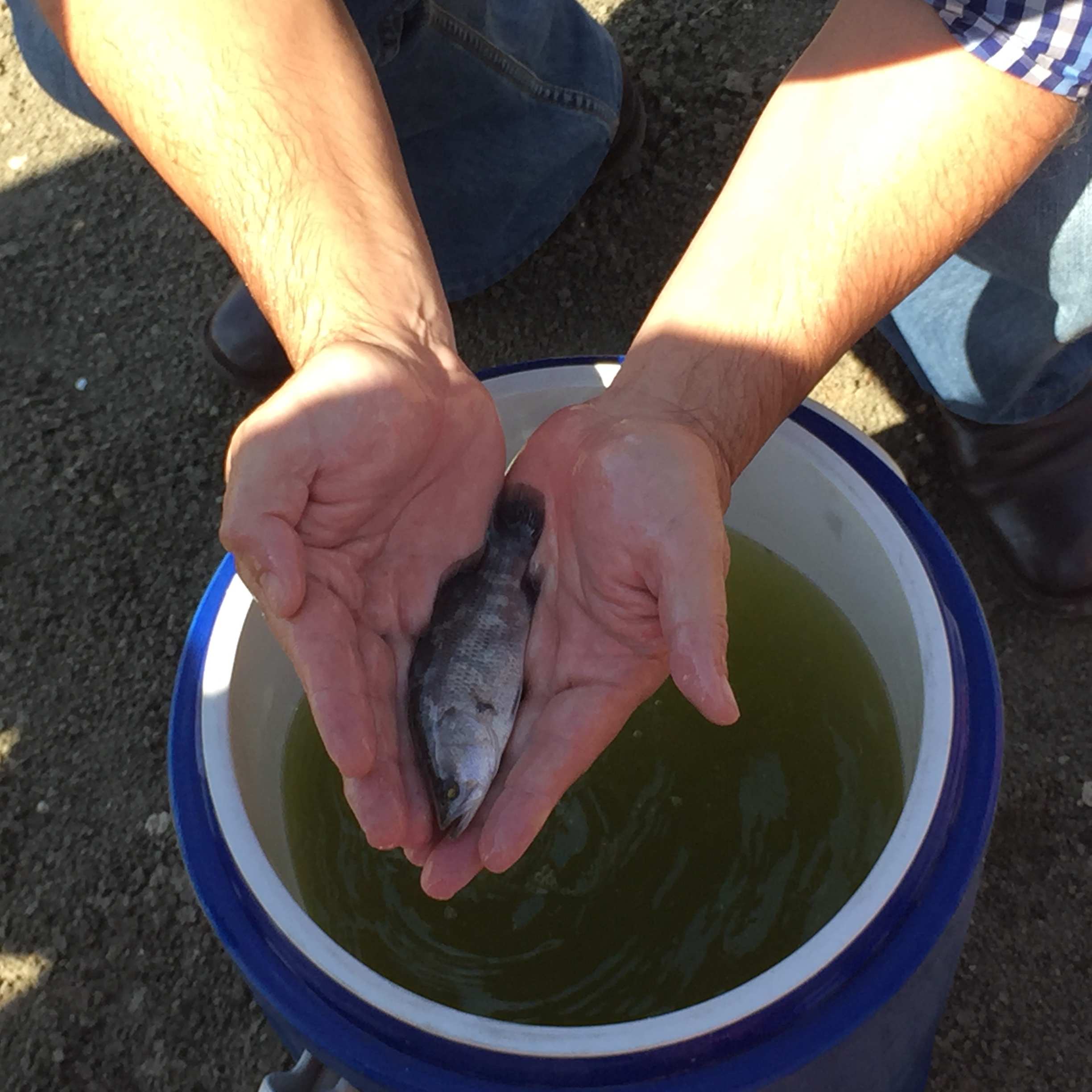 Barramundi farm expansion aims to hook new export markets - ABC News