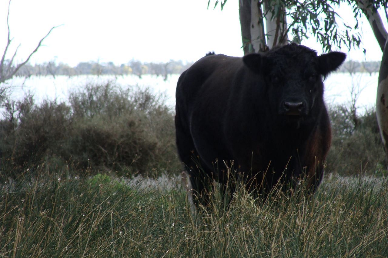 Stuck in the middle with bull - ABC News