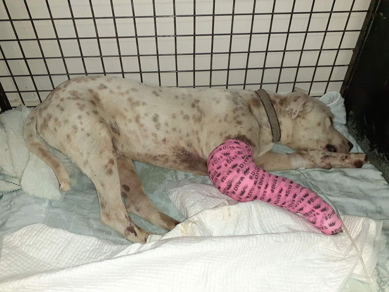 Pet dog pepper-sprayed, tasered and shot by police after attacking ...