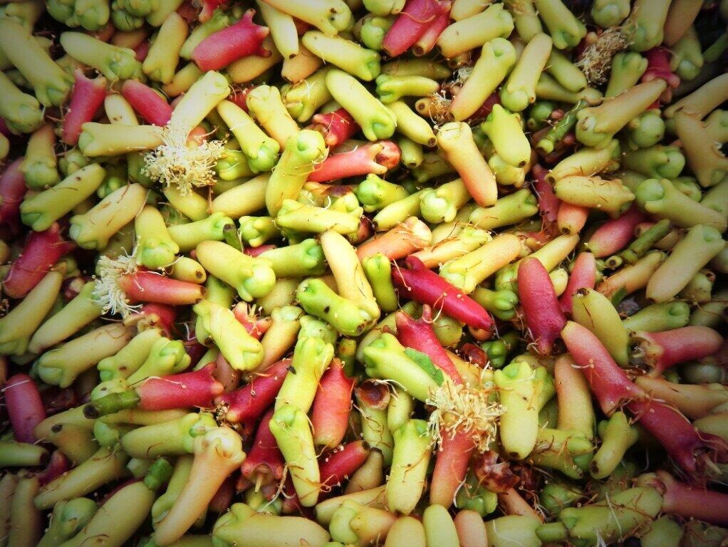 The kings of cloves: A look into Indonesia's clove empire - ABC News