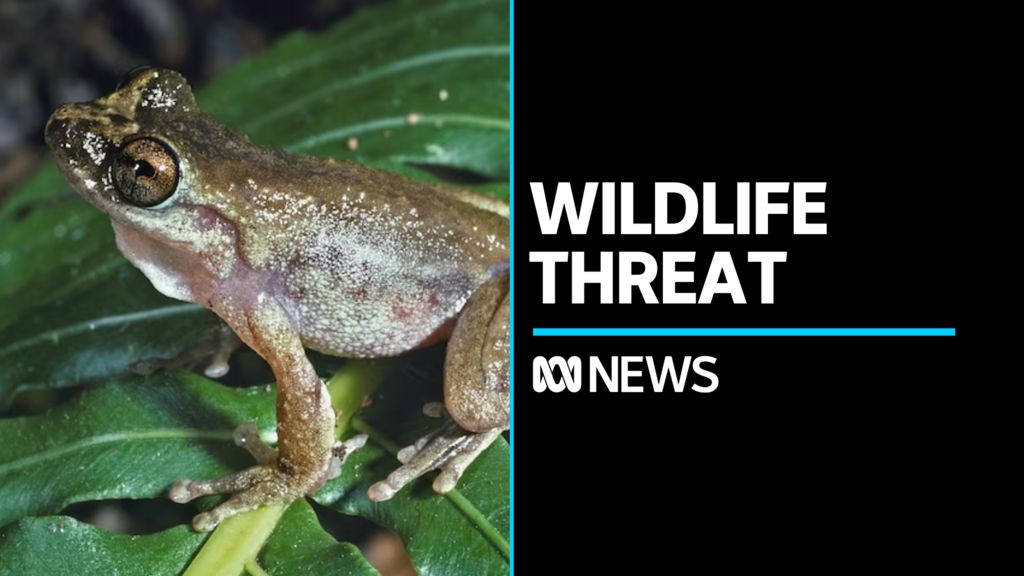 23 native animals lost to extinction since 1960s - ABC News