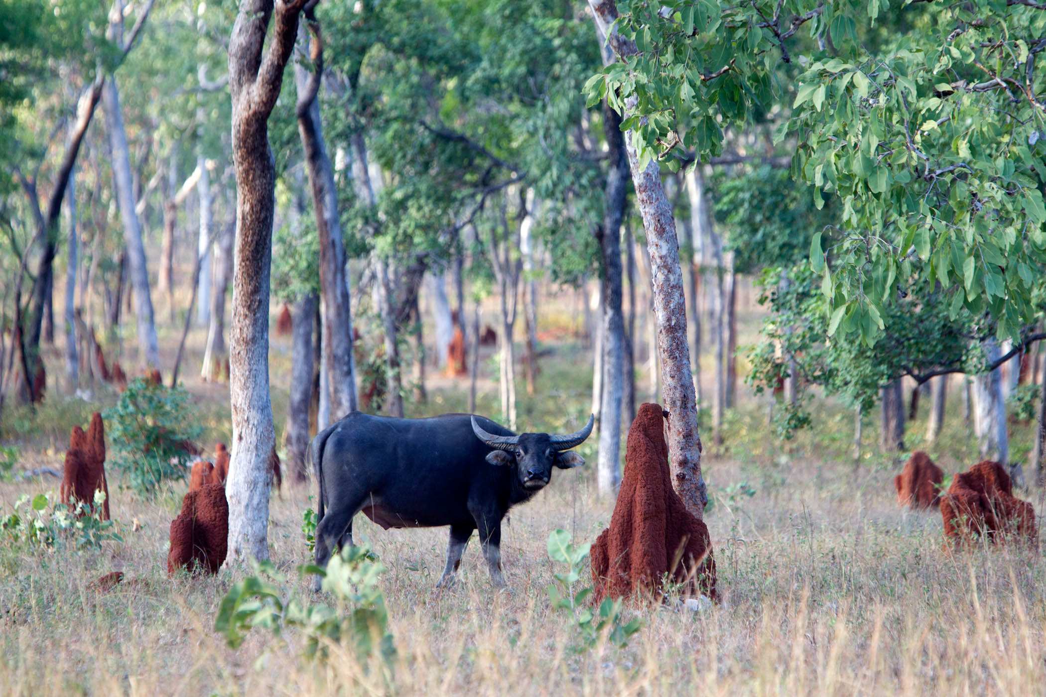 Micro-satellites in low orbit could help manage wild buffalo in the ...