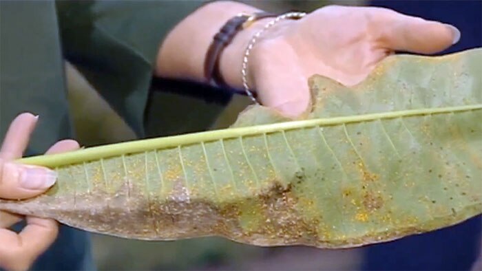 Ask It/Solve It - Frangipani rust | Waterlilies | Scale - Gardening ...