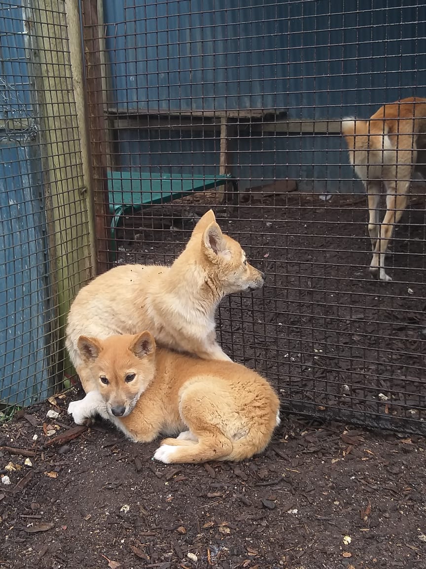Pure alpine dingo cubs found in Victoria's High Country reveal ...