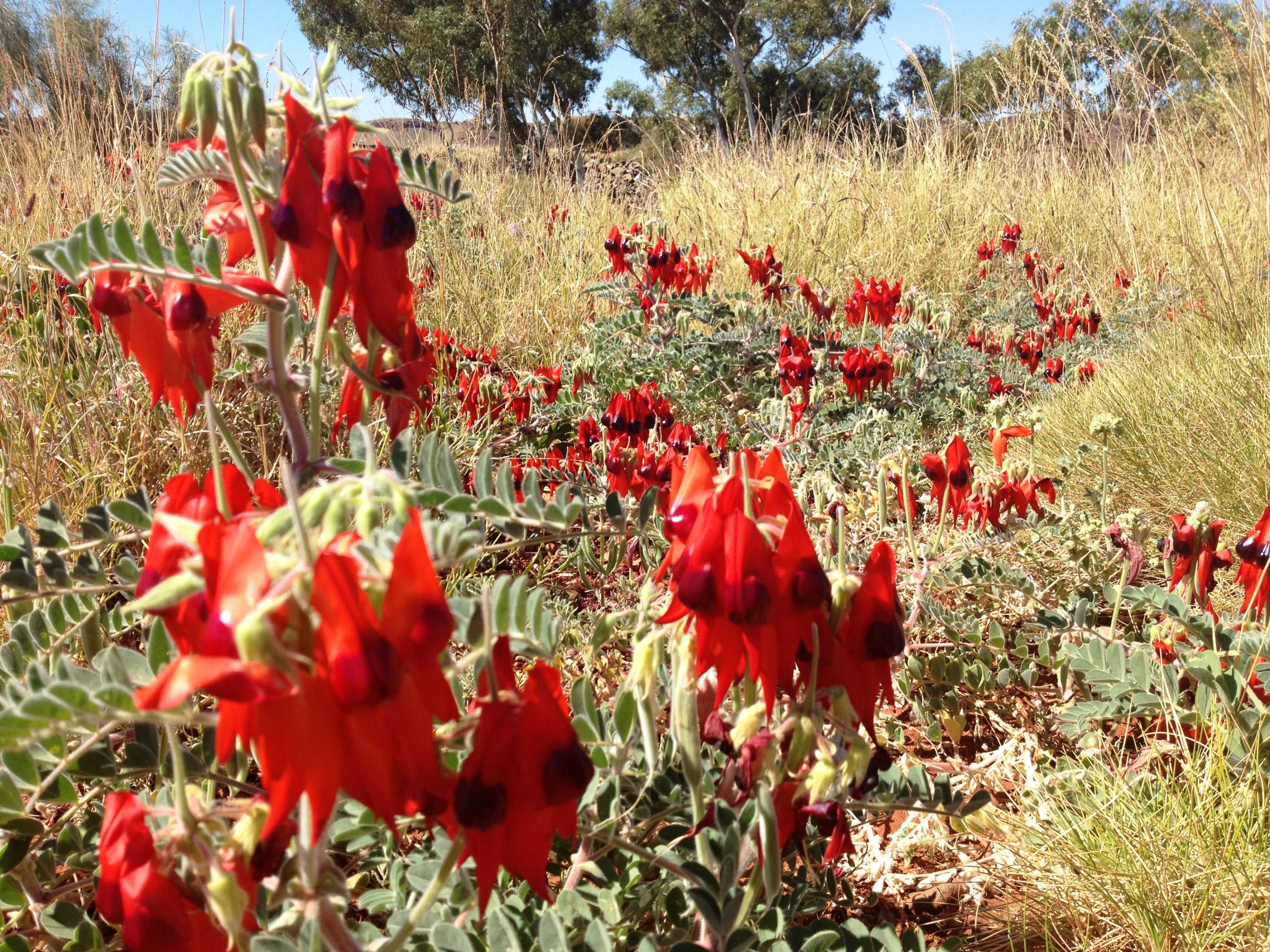 Pilbara hopes to sow profitable future from collection of native ...